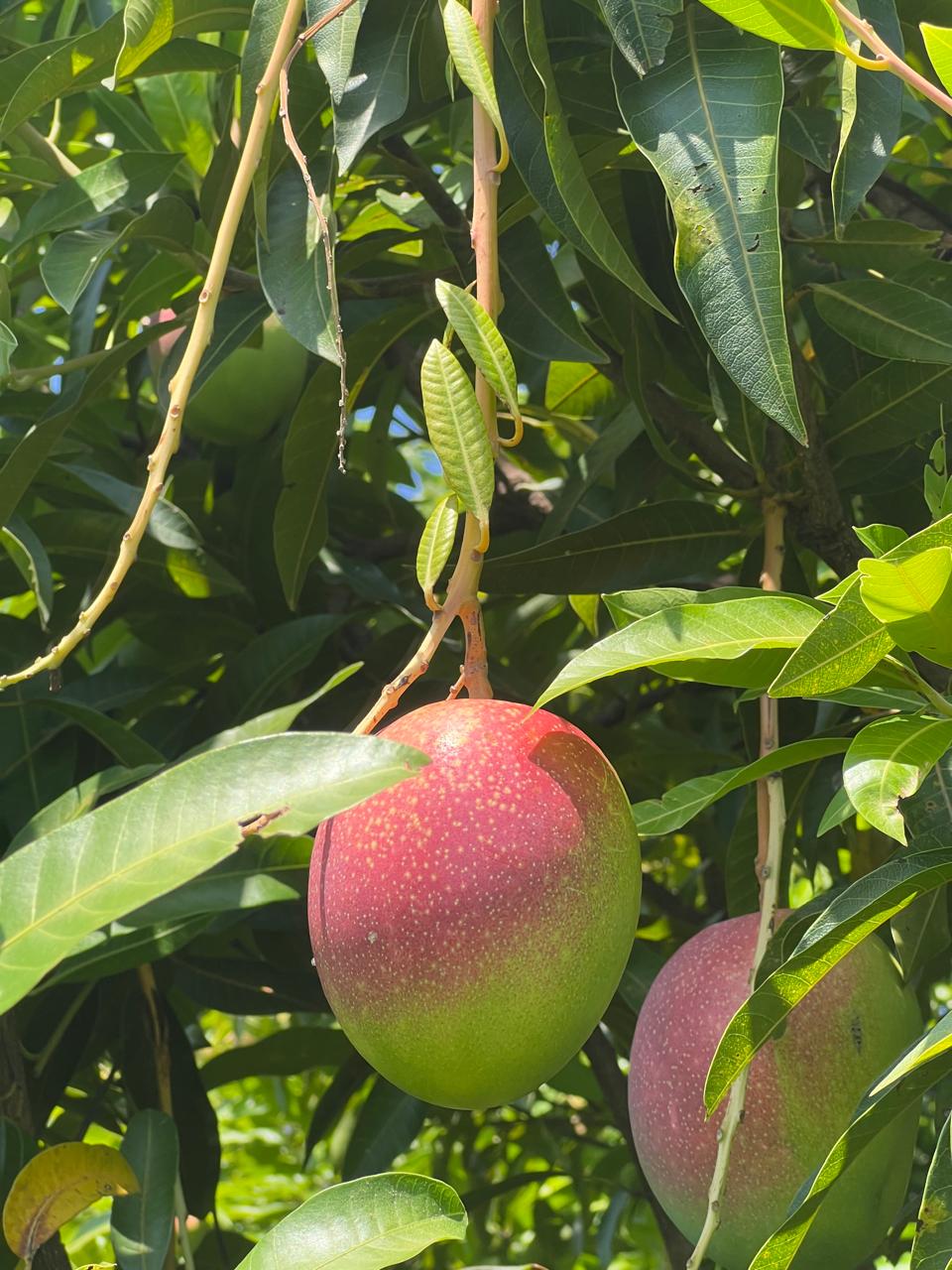 Super Alphonso Mango – Zill High Performance Plants